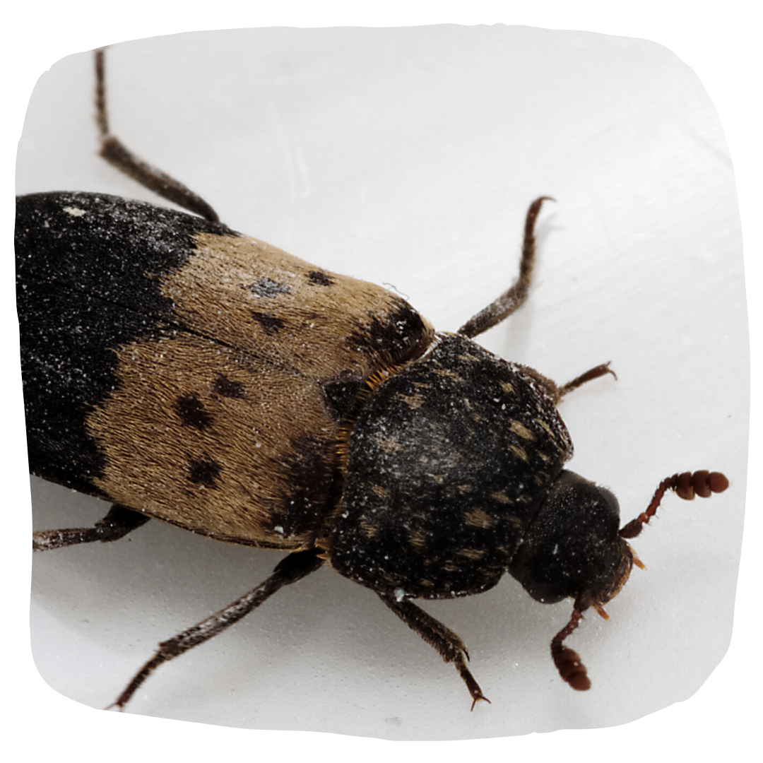 Help! Beestjes in de diervoeding! • Vrouw&Dier